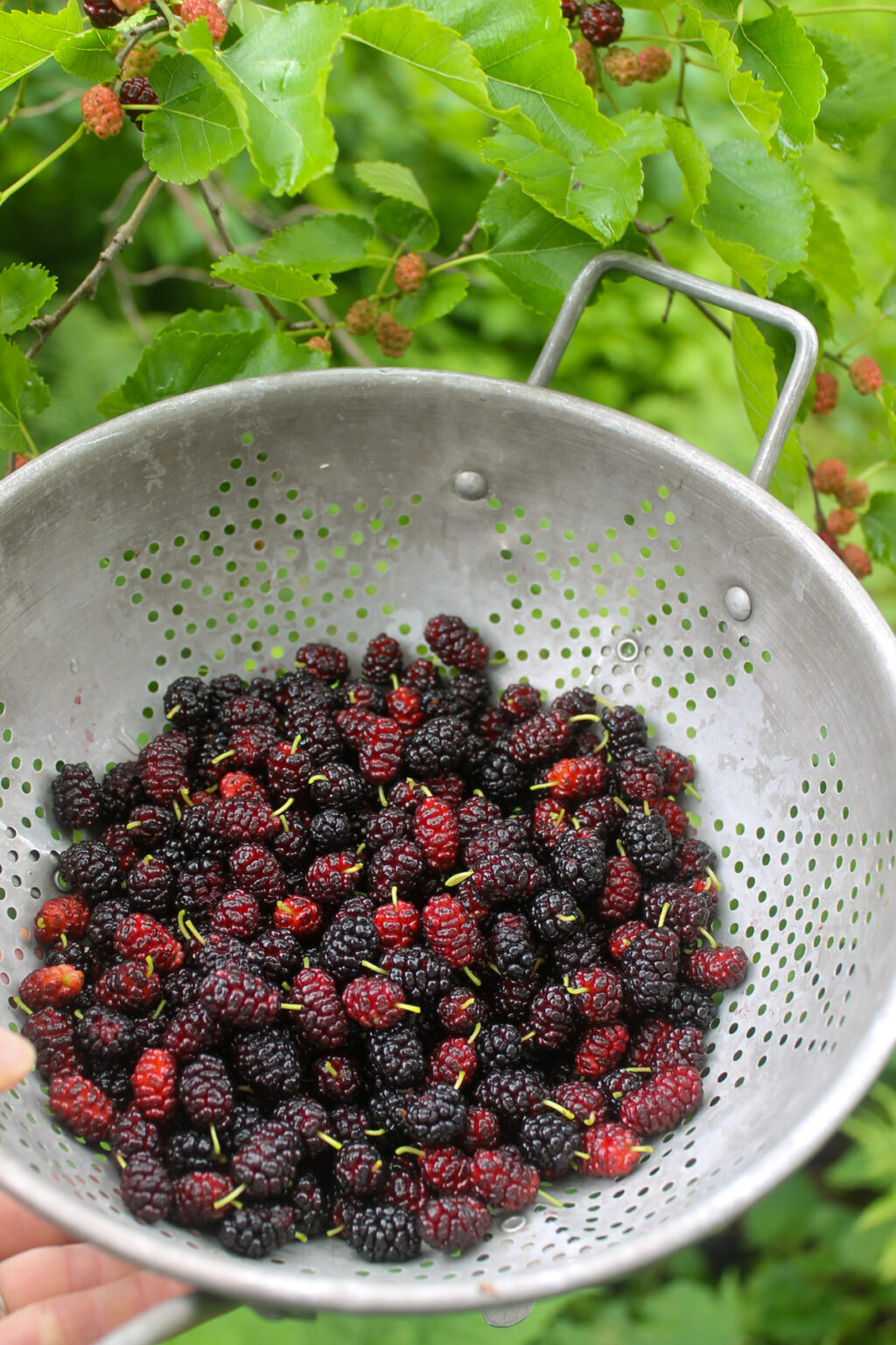 Mulberry Ice Cream - Sungrown Kitchen