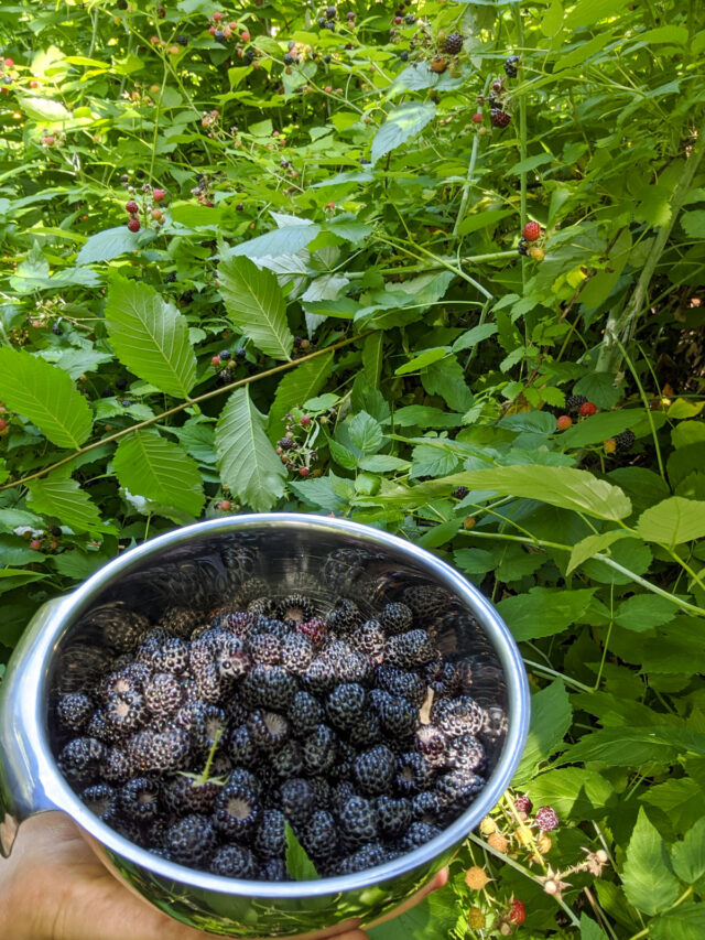 How to Freeze Summer Berries - Sungrown Kitchen