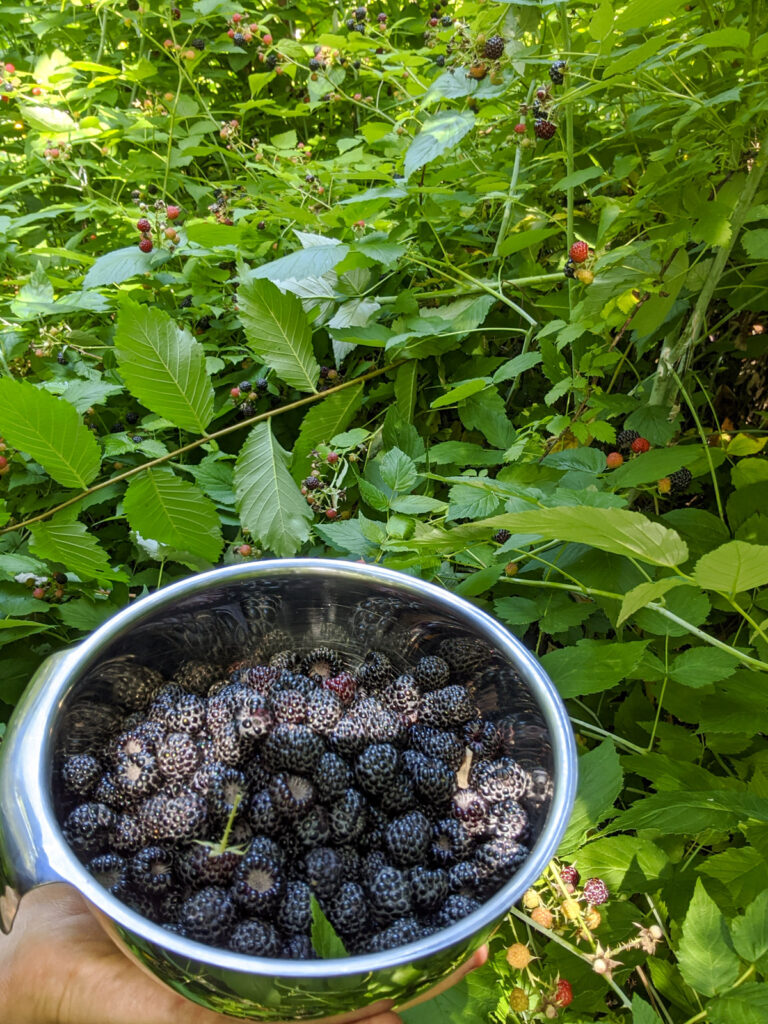 How to Freeze Summer Berries - Sungrown Kitchen