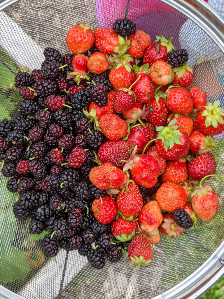 How to Freeze Summer Berries - Sungrown Kitchen