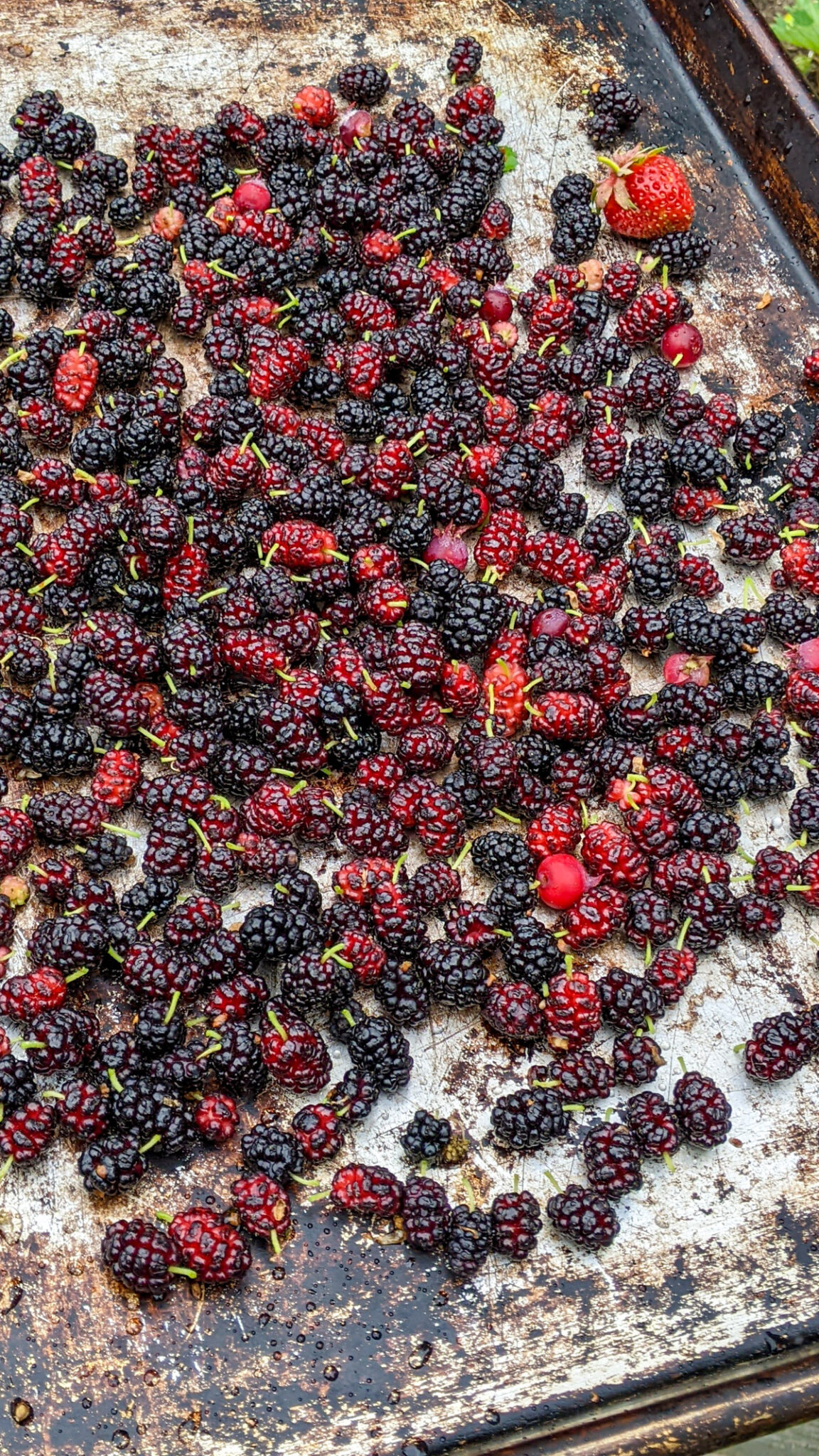 How to Freeze Summer Berries - Sungrown Kitchen
