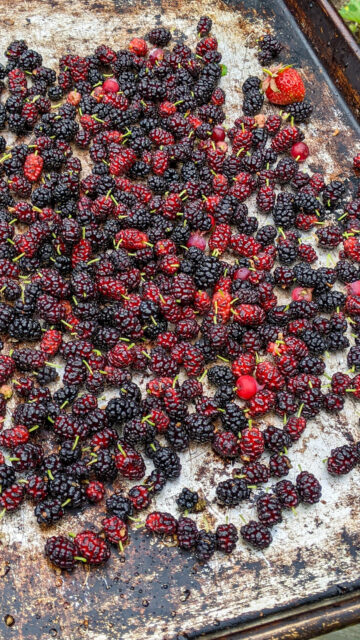 How to Freeze Summer Berries - Sungrown Kitchen